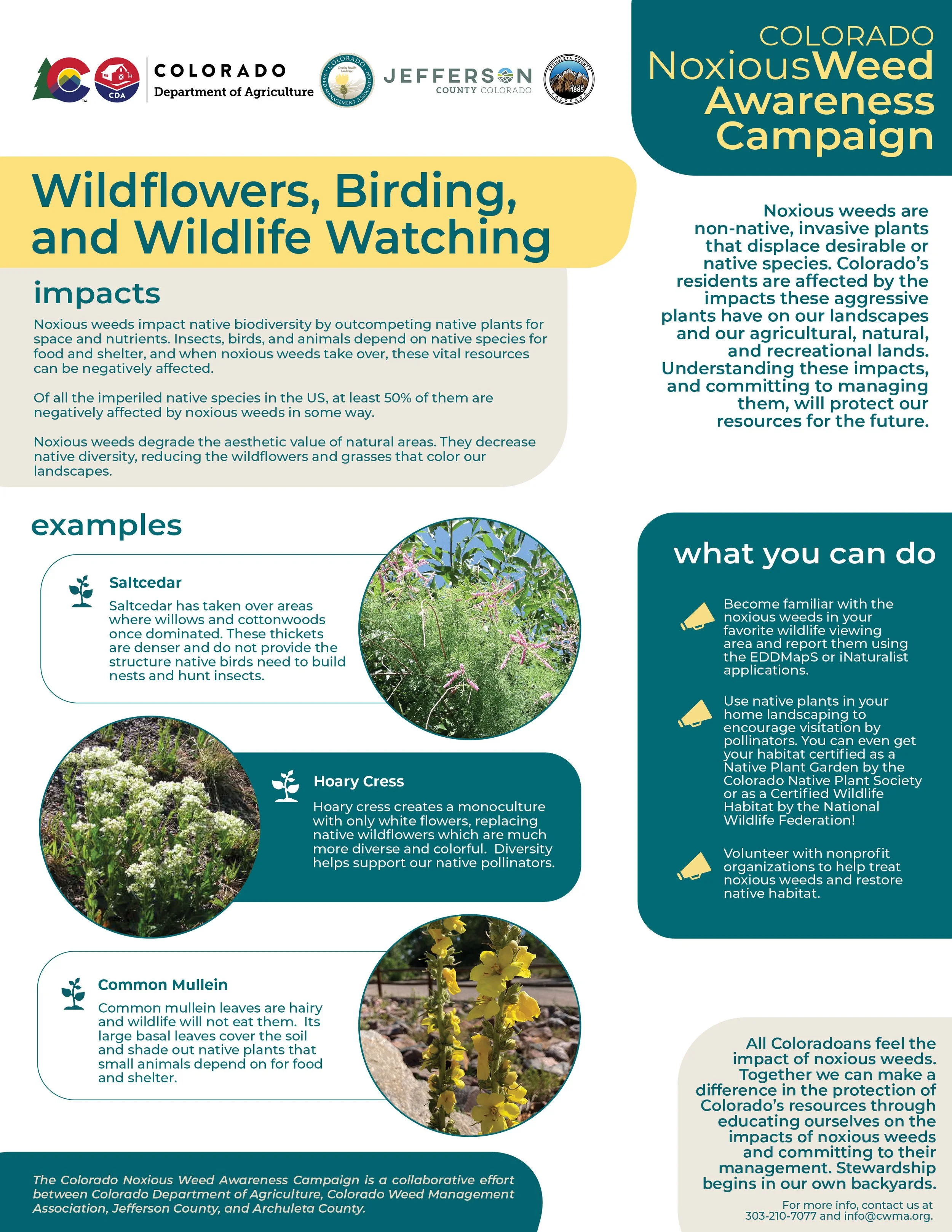 Weed Information | Learn Invasive Species Management Today — Colorado ...