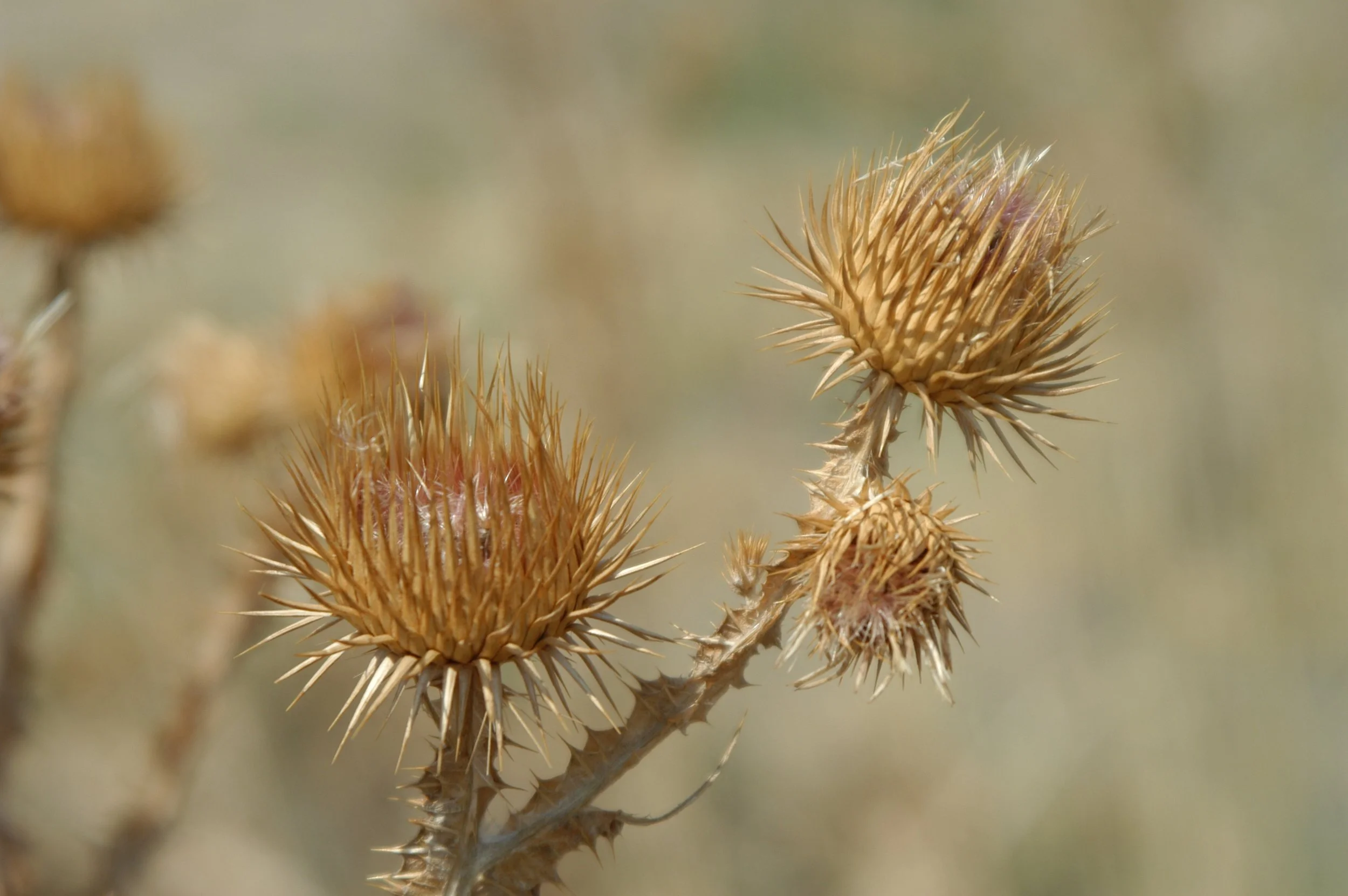 Weed Information | Learn Invasive Species Management Today — Colorado ...