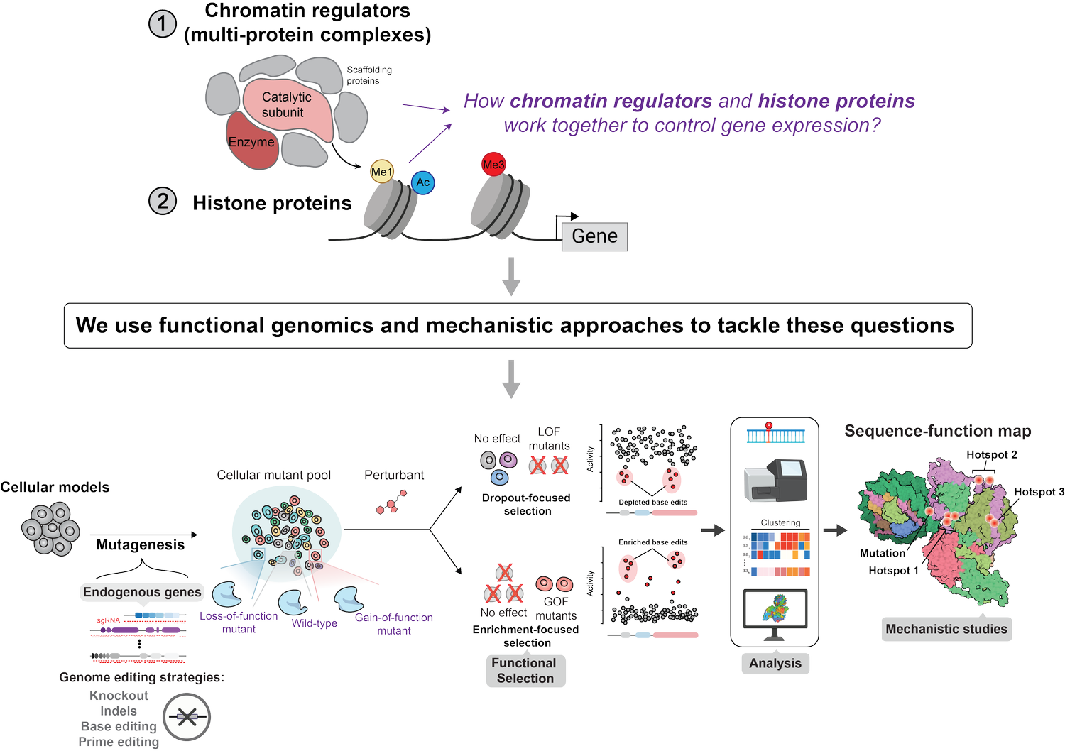 Research — Kwok Lab for Chromatin and Functional Genomics