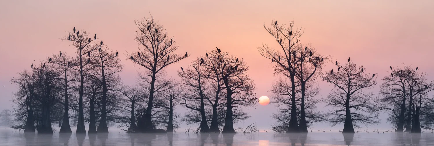 Cypress Stand at Daybreak — Immerse in the Wild