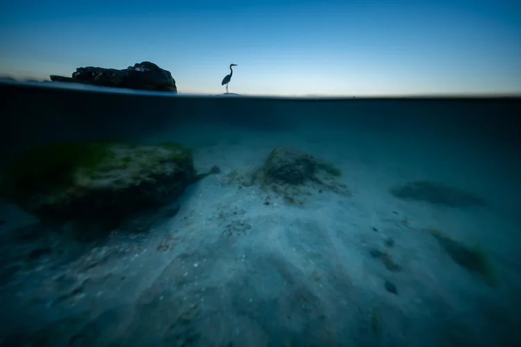 Into the Blue — Immerse in the Wild