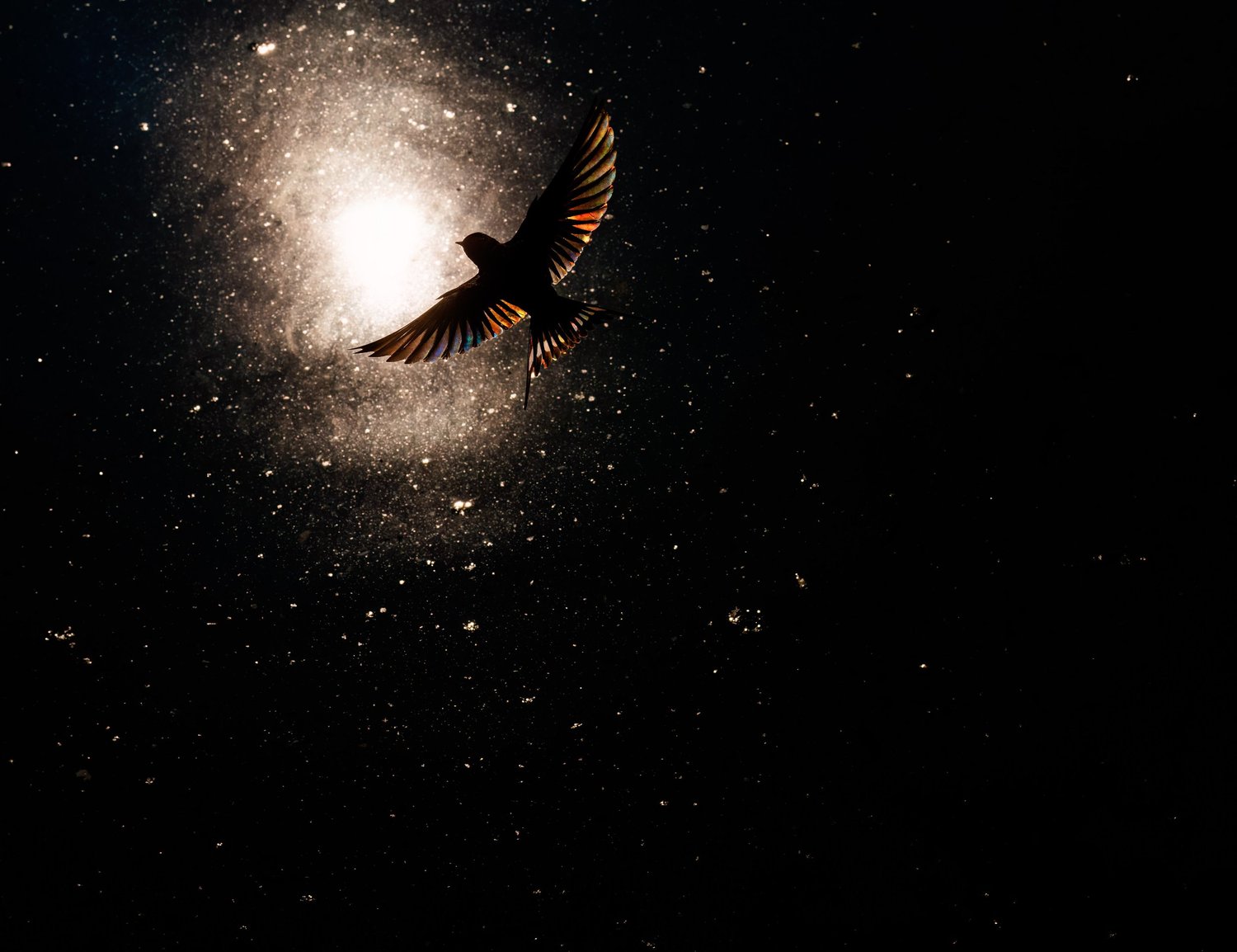 Starbound Swallow — Immerse in the Wild