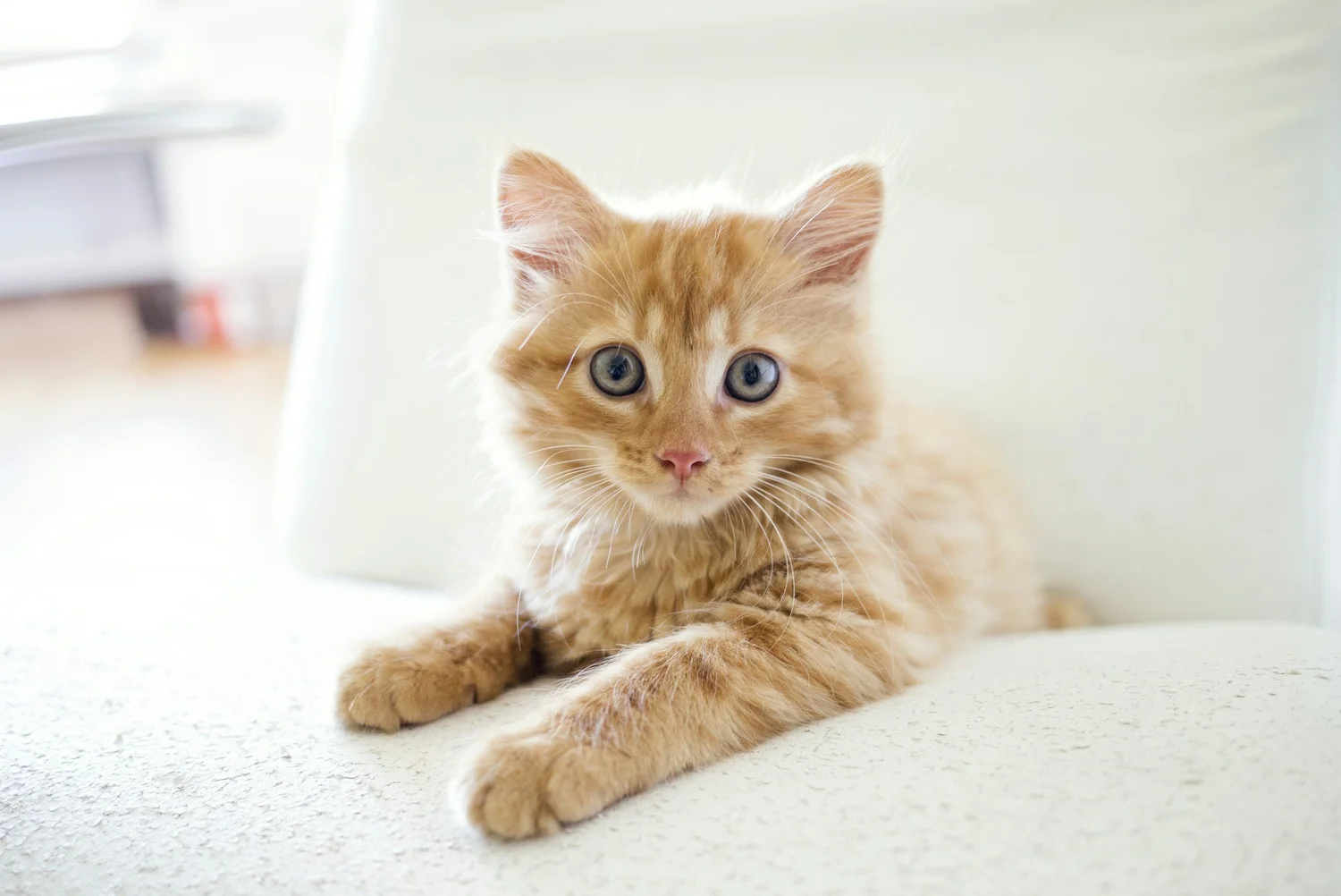 Nine Lives Rescue NM | Cat & Kitten Adoption in Albuquerque