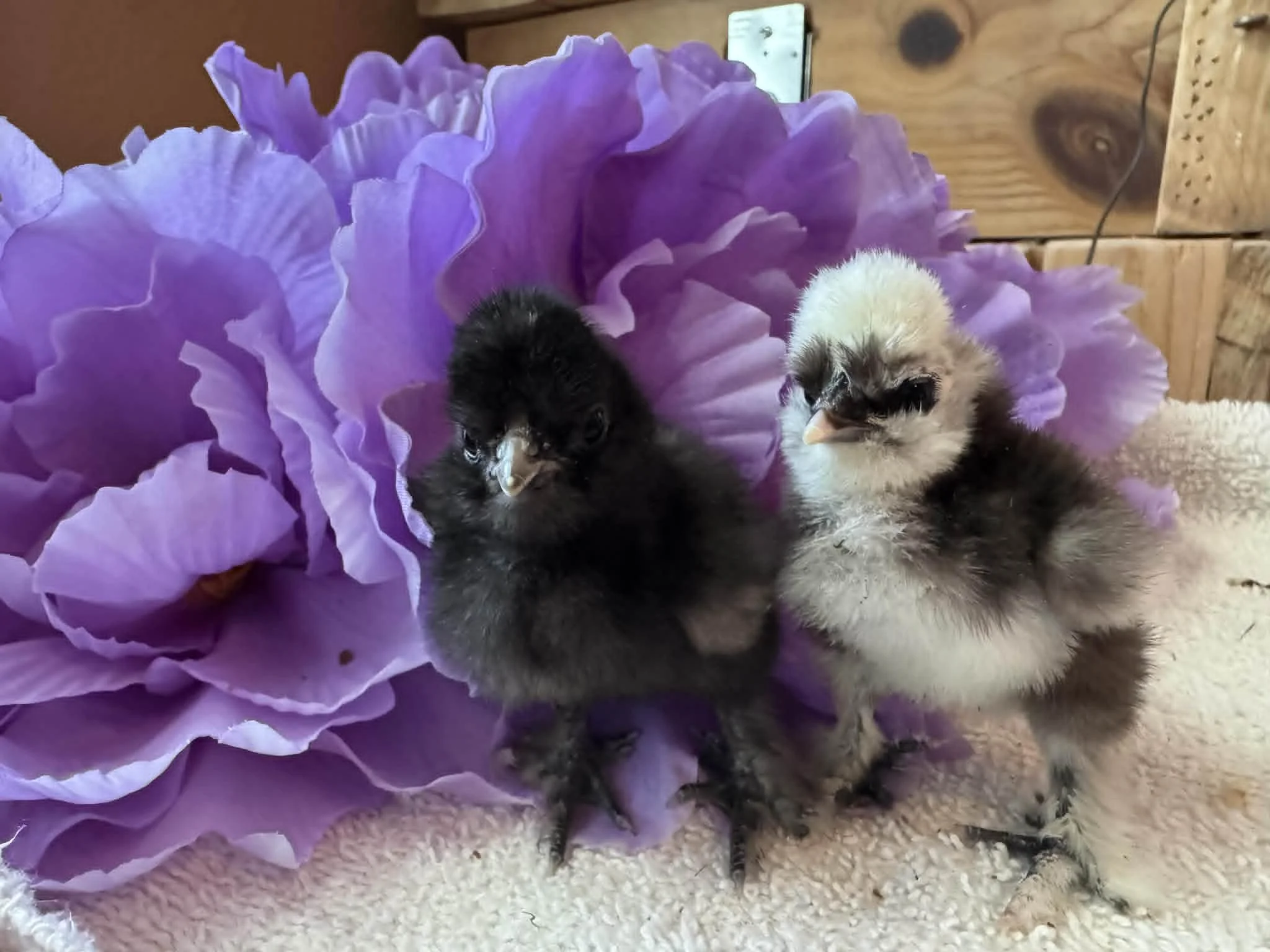 Hatching Eggs and Chicks — Tracy's Texas Silkies
