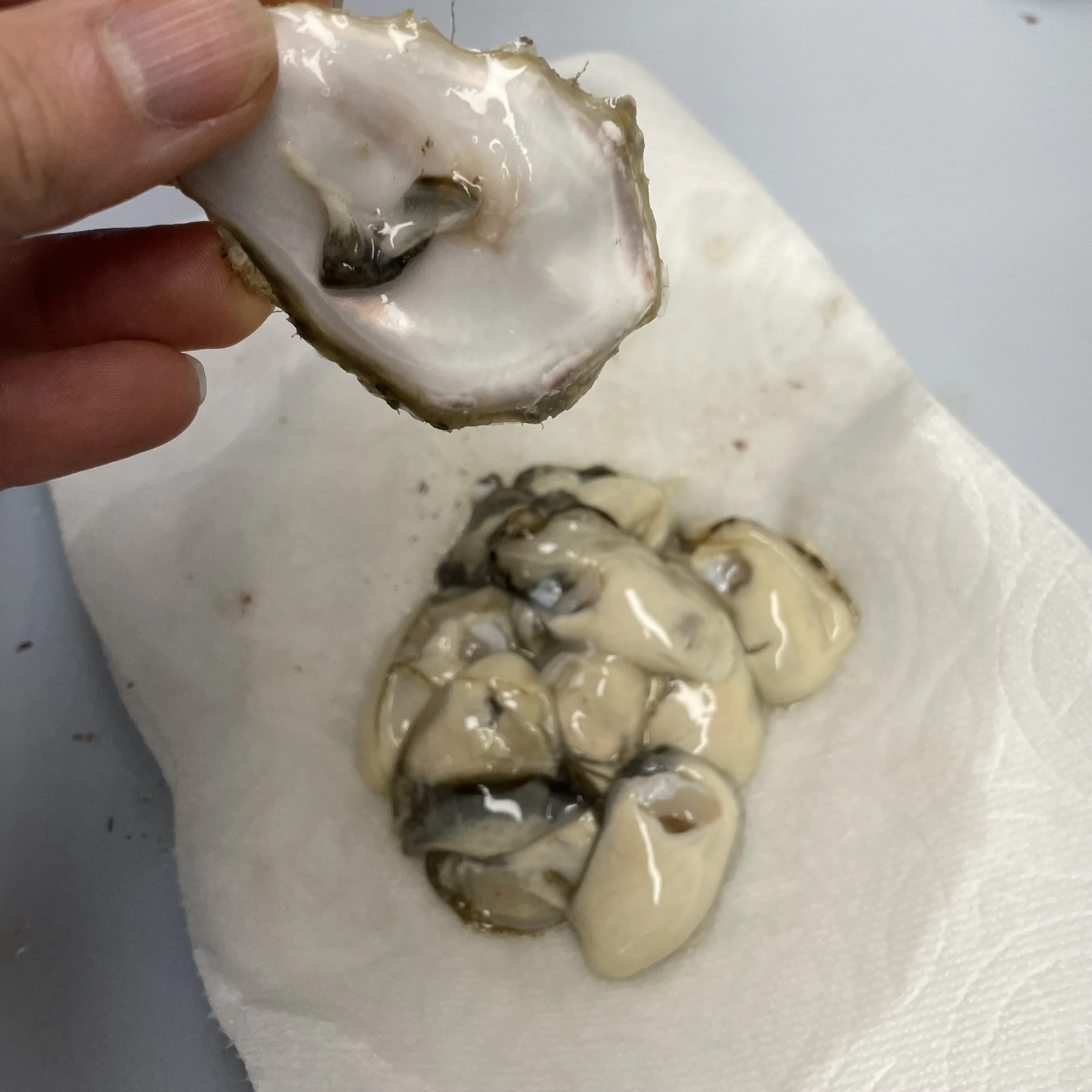 Meat To Shell Ratio — Jakolof Bay Oyster Co.
