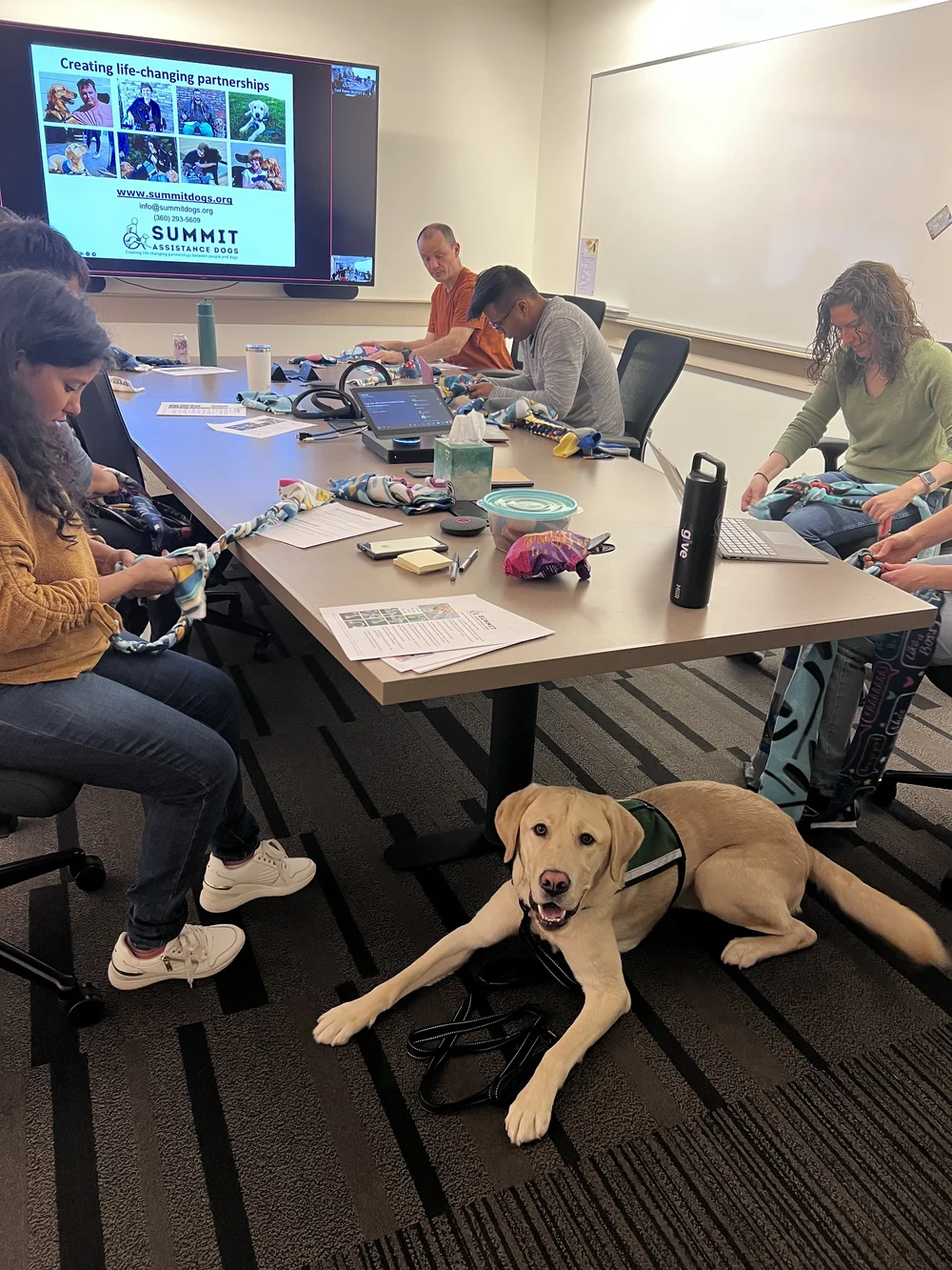 Volunteer — Summit Assistance Dogs (Copy)