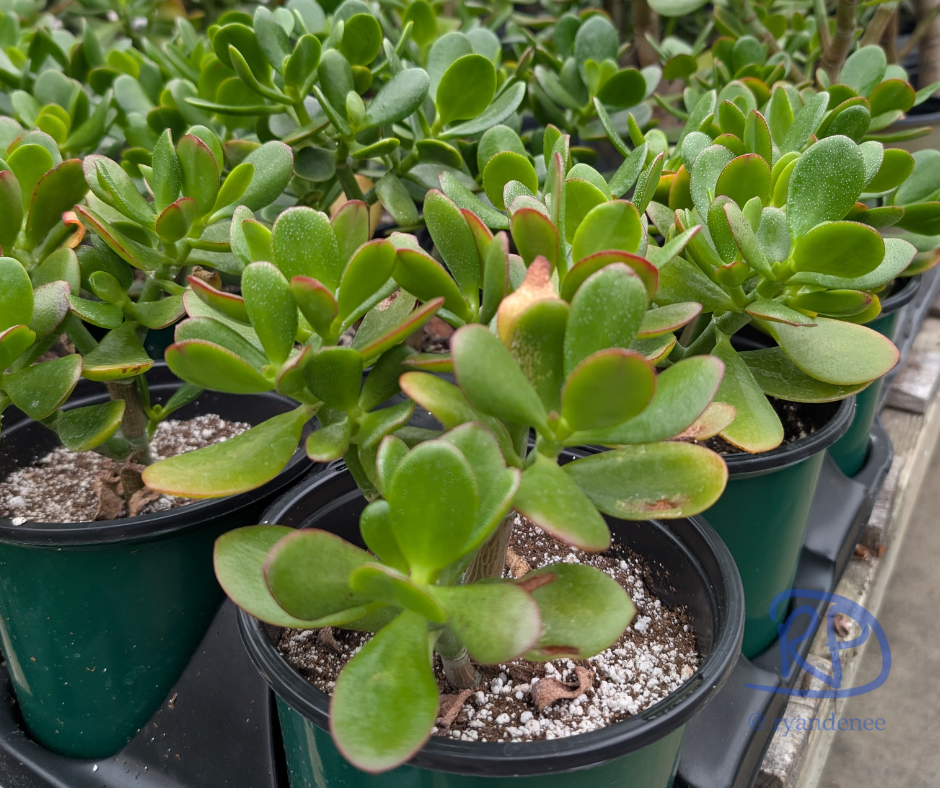 My First Propagated Plant — Hortiwijk — by Ryan Denee