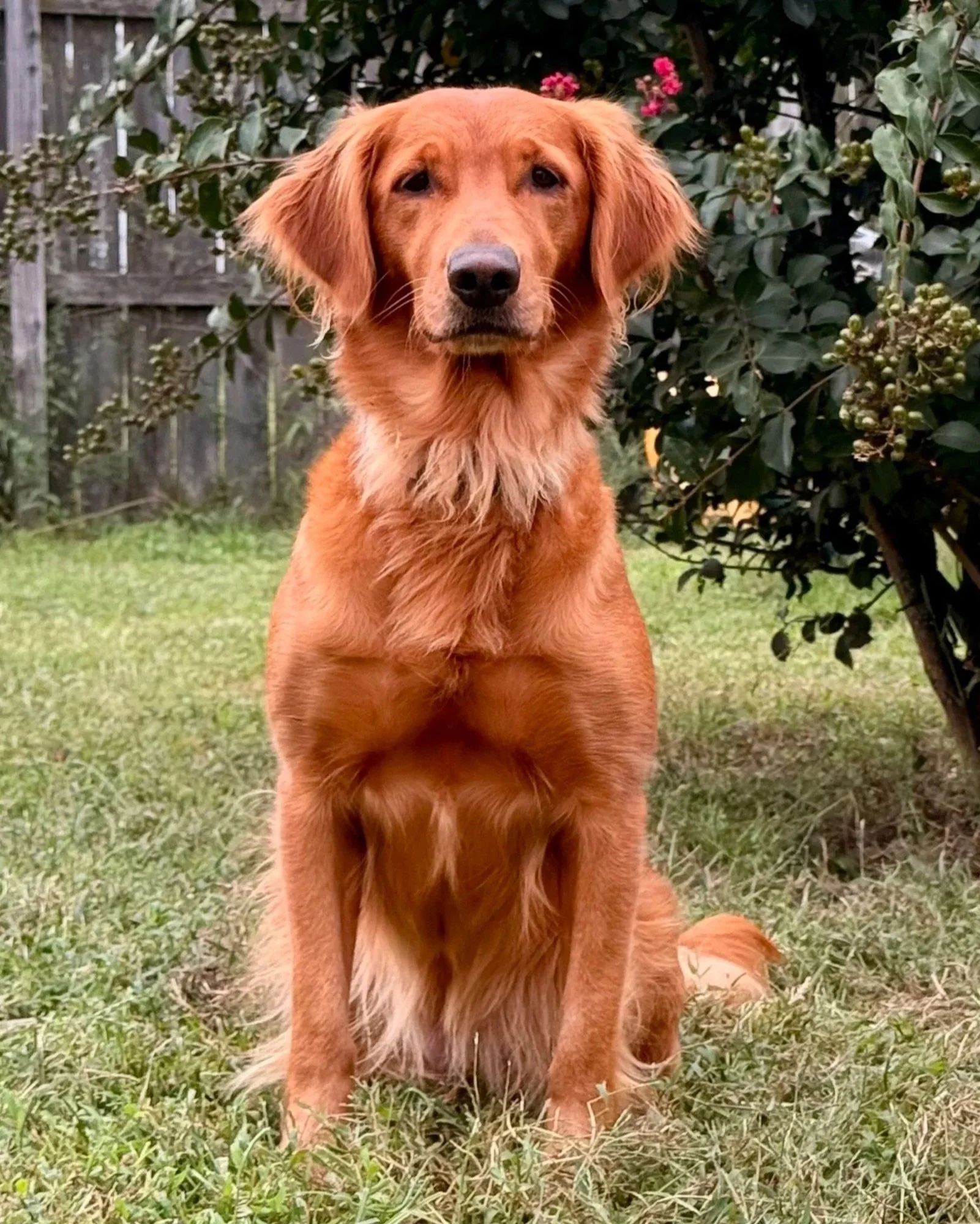 Revolutionary Performance Retrievers