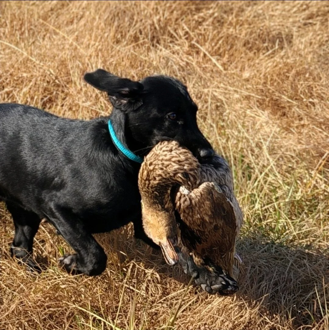 Revolutionary Performance Retrievers