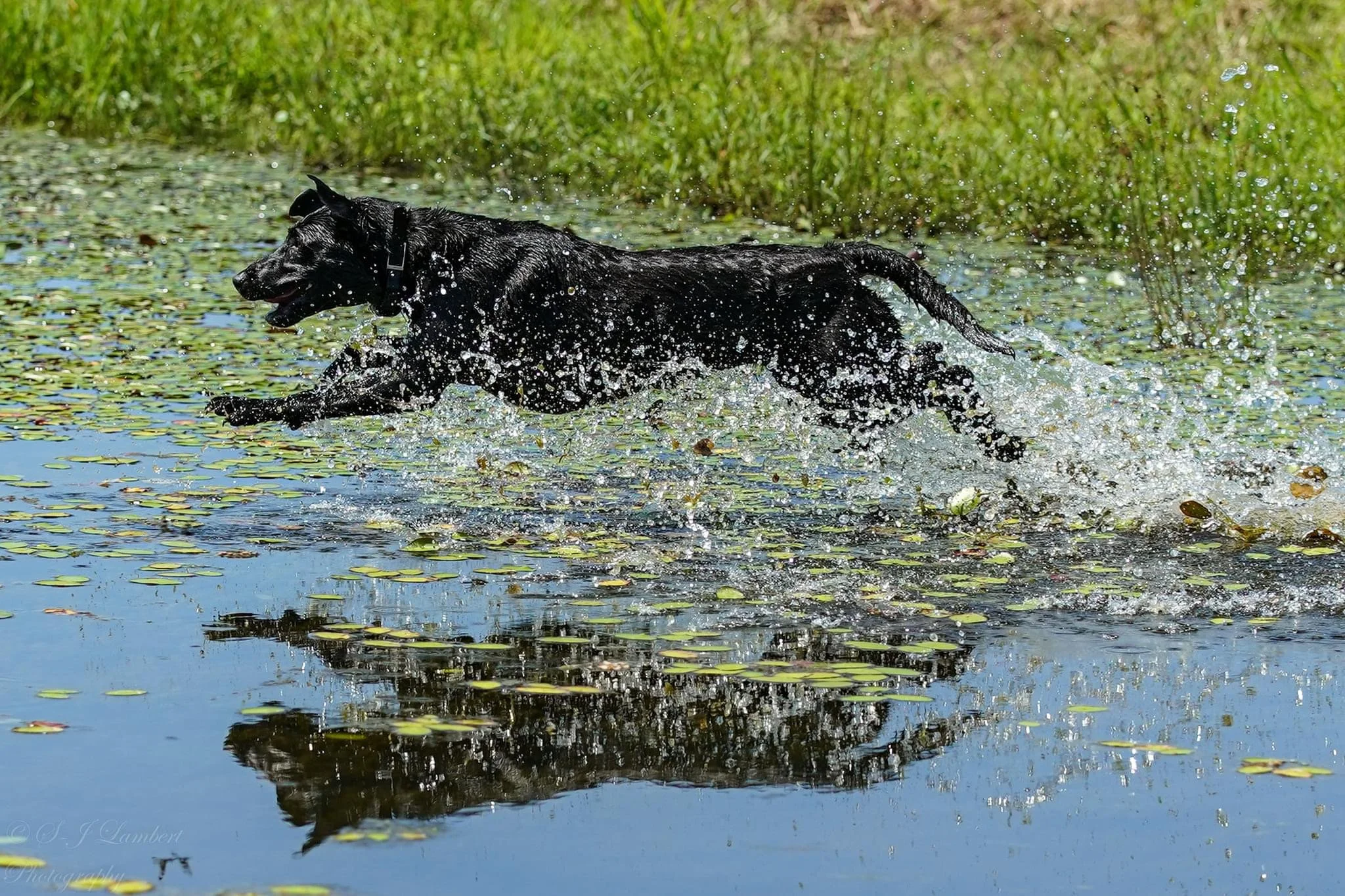 Revolutionary Performance Retrievers