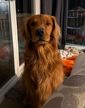 Gallery 1 — Revolutionary Performance Retrievers