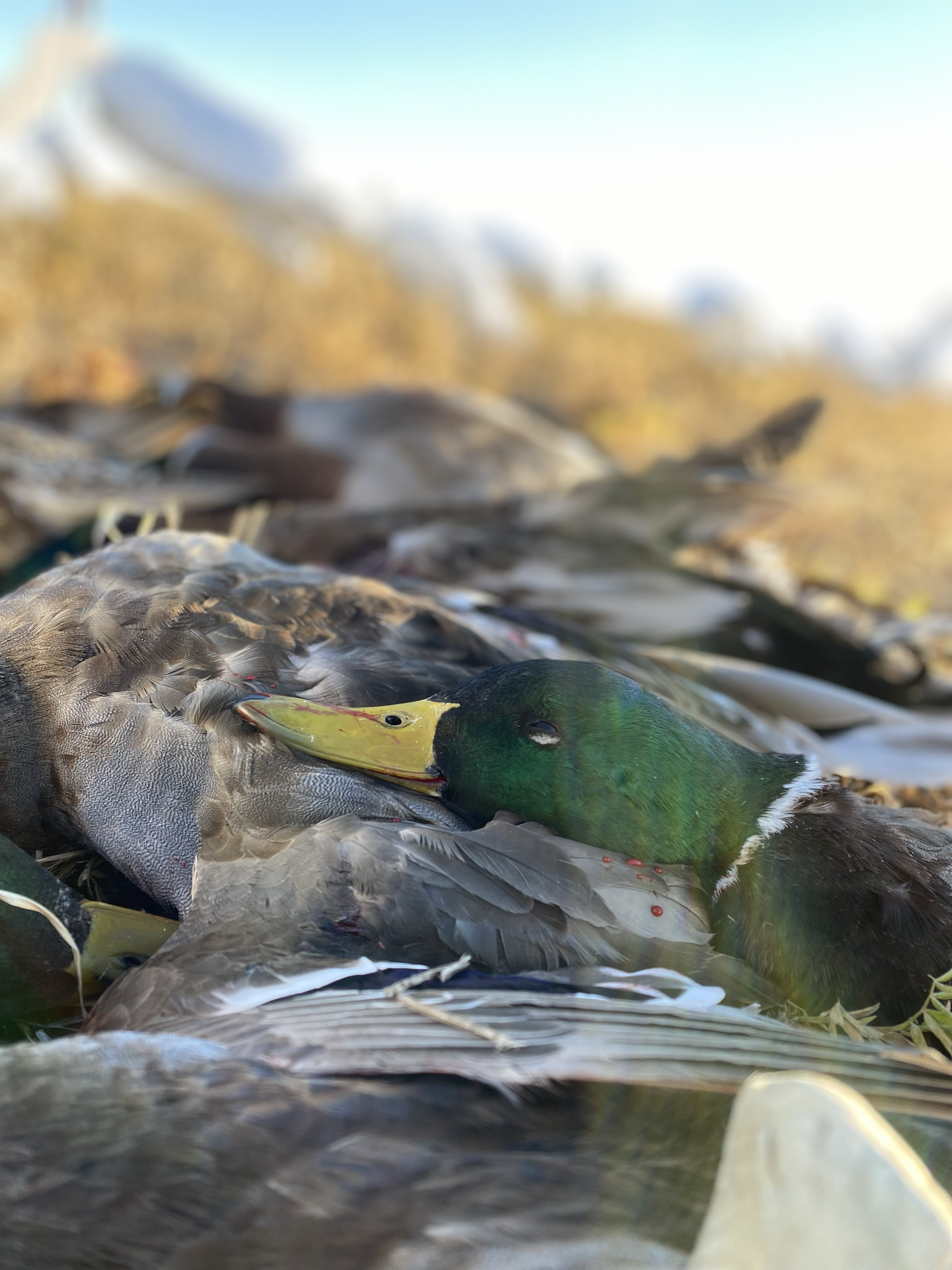 Saskatchewan’s Waterfowl Hunting Changes: What You Need to Know — Hunt ...
