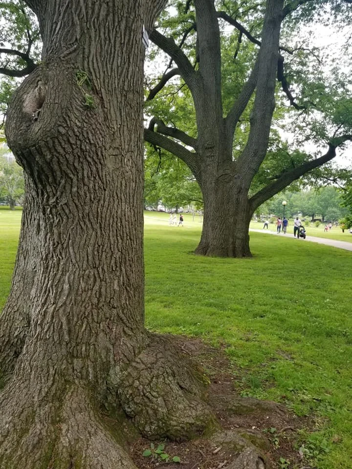 Tree Wardens' Association of Connecticut