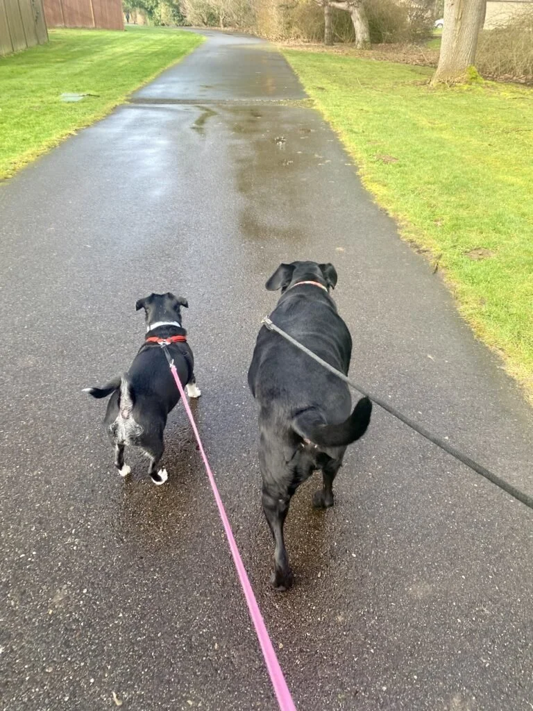 The Old Gray Lady — Recruiter Auntie