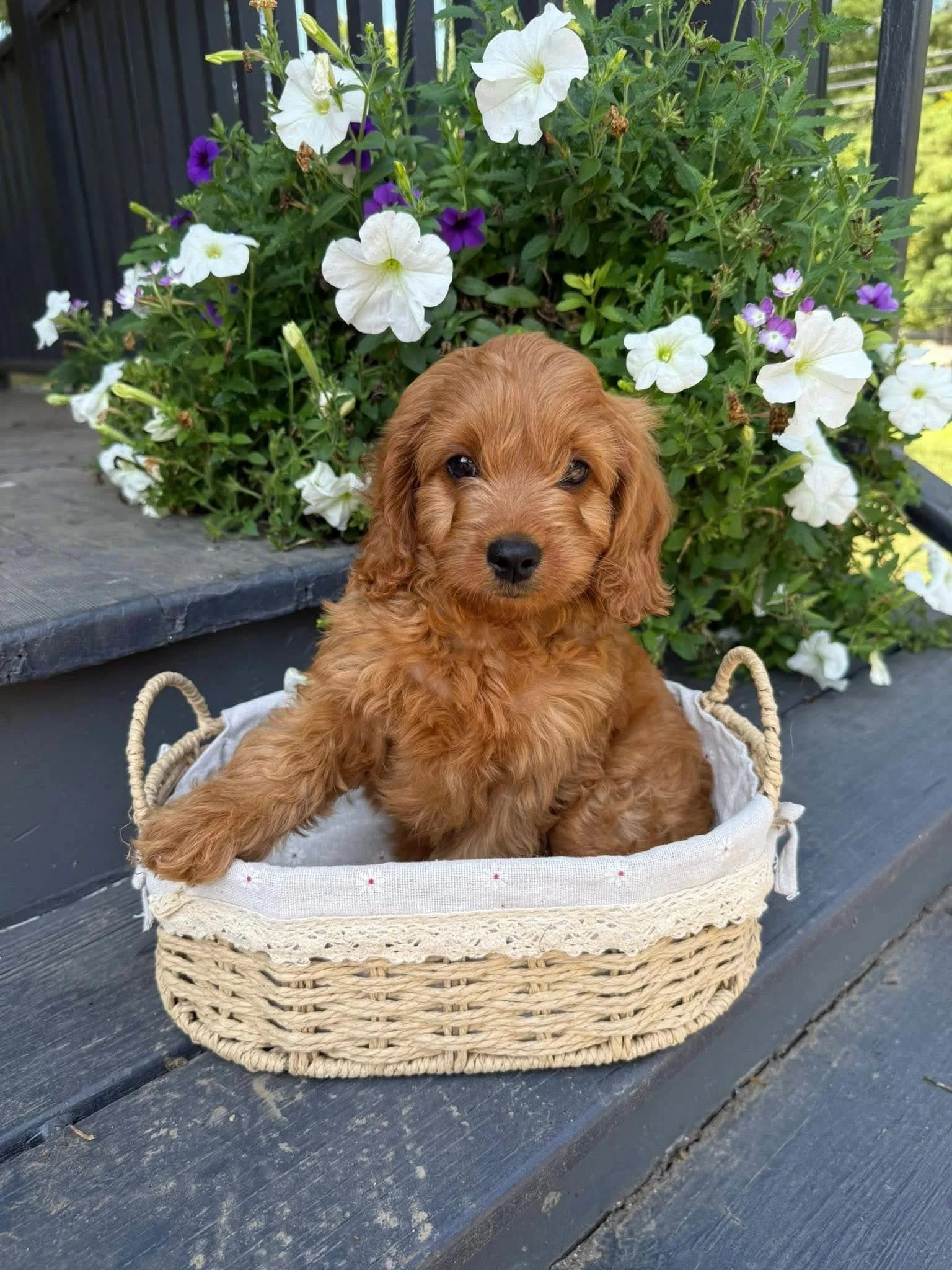 Cavapoo Puppies for Sale | Dog Breeder Connecticut