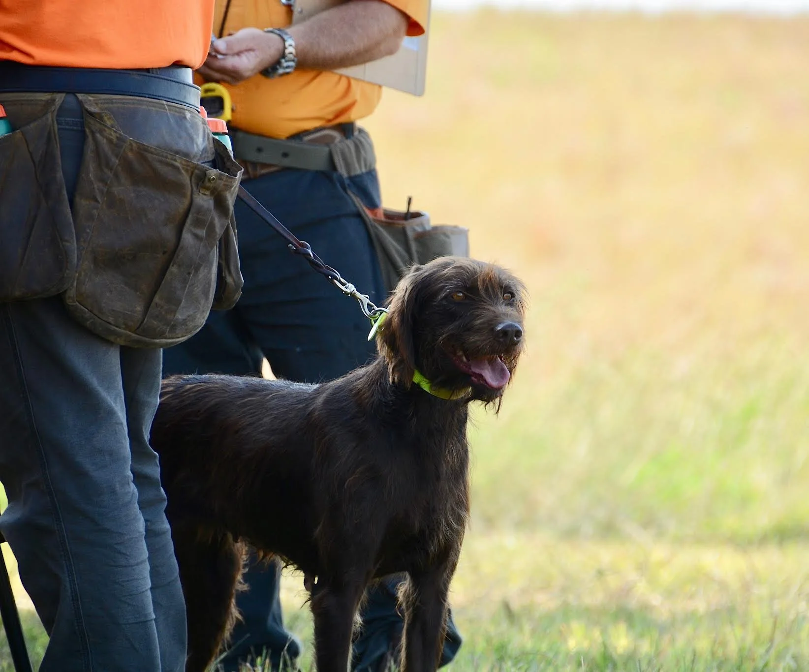 General Breed FAQs — Rock Creek Pudelpointers