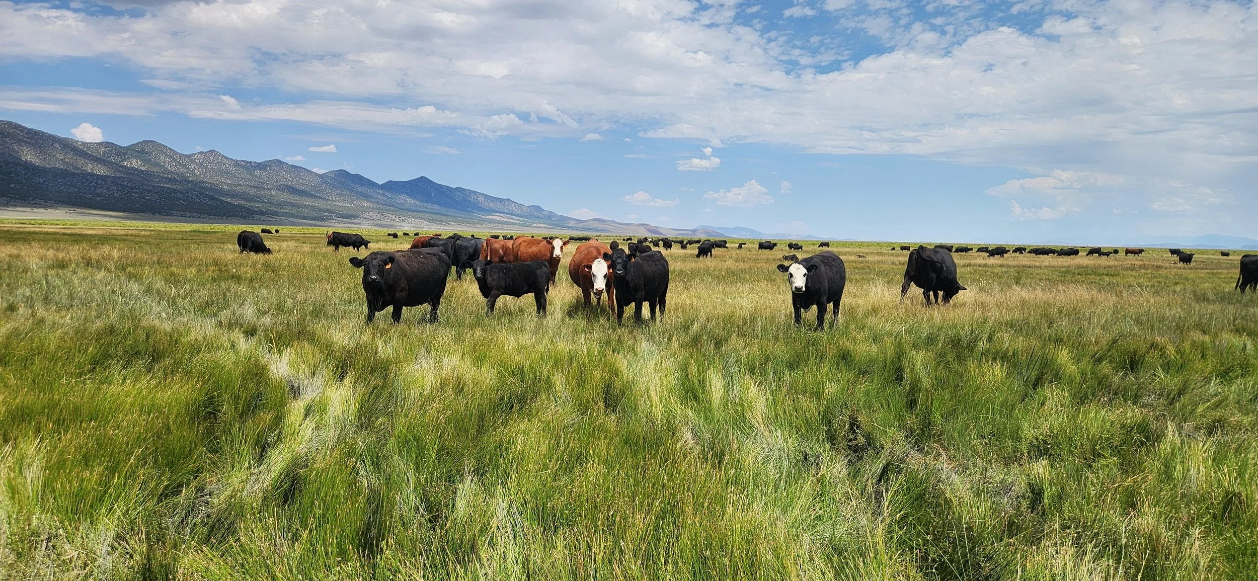Sadler Ranch Meat Co. | High-Quality Beef | Regenerative Agriculture ...