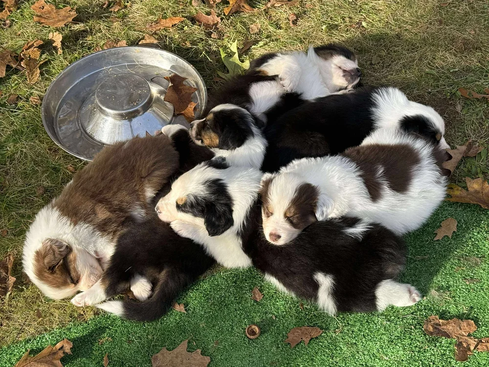 The Social Imperative of Socialization — Fetch the Leash