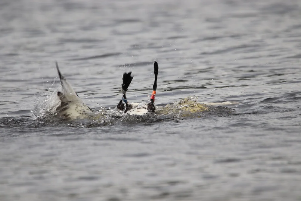 Loon Facts — Adirondack Center for Loon Conservation