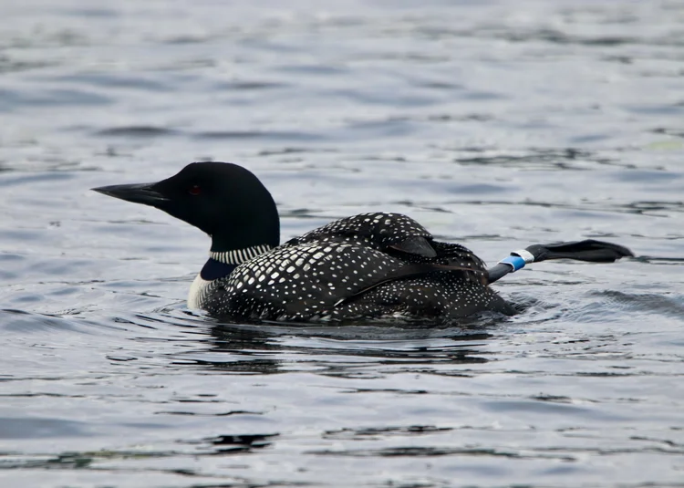 Loon Facts — Adirondack Center for Loon Conservation