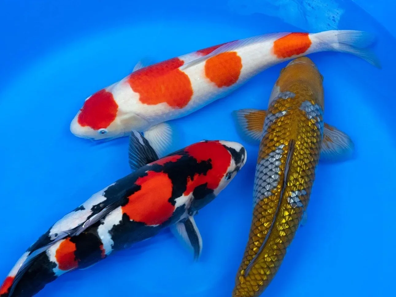 Sacramento Koi