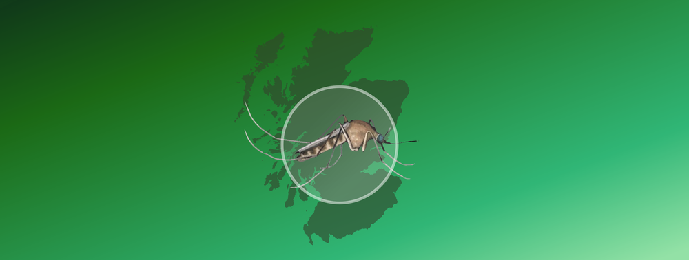 Mosquito Scotland