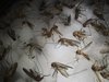 Mosquito Scotland