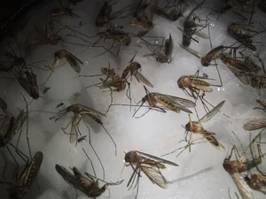 Mosquito Scotland