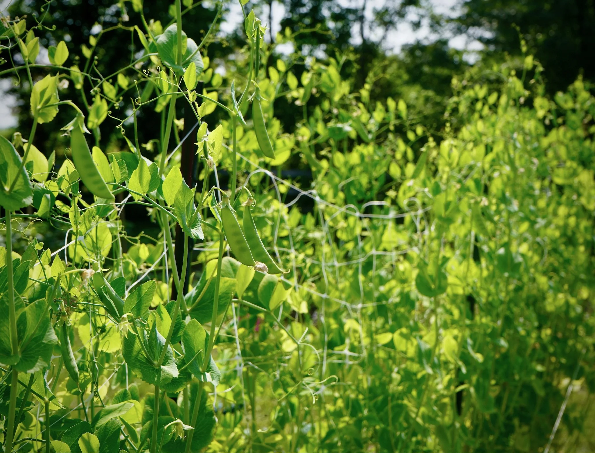 Sugar Snap Gardens & Edible Landscaping | Grow Your Dream Garden Today