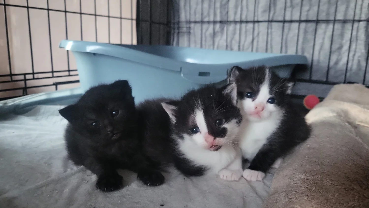 Foster Cats — CDPA: The Cat and Dog Protection Association of Ireland