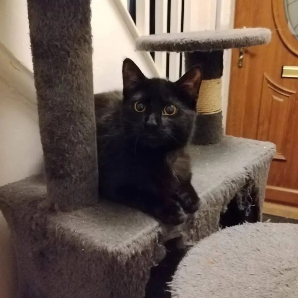 Cats — CDPA: The Cat and Dog Protection Association of Ireland
