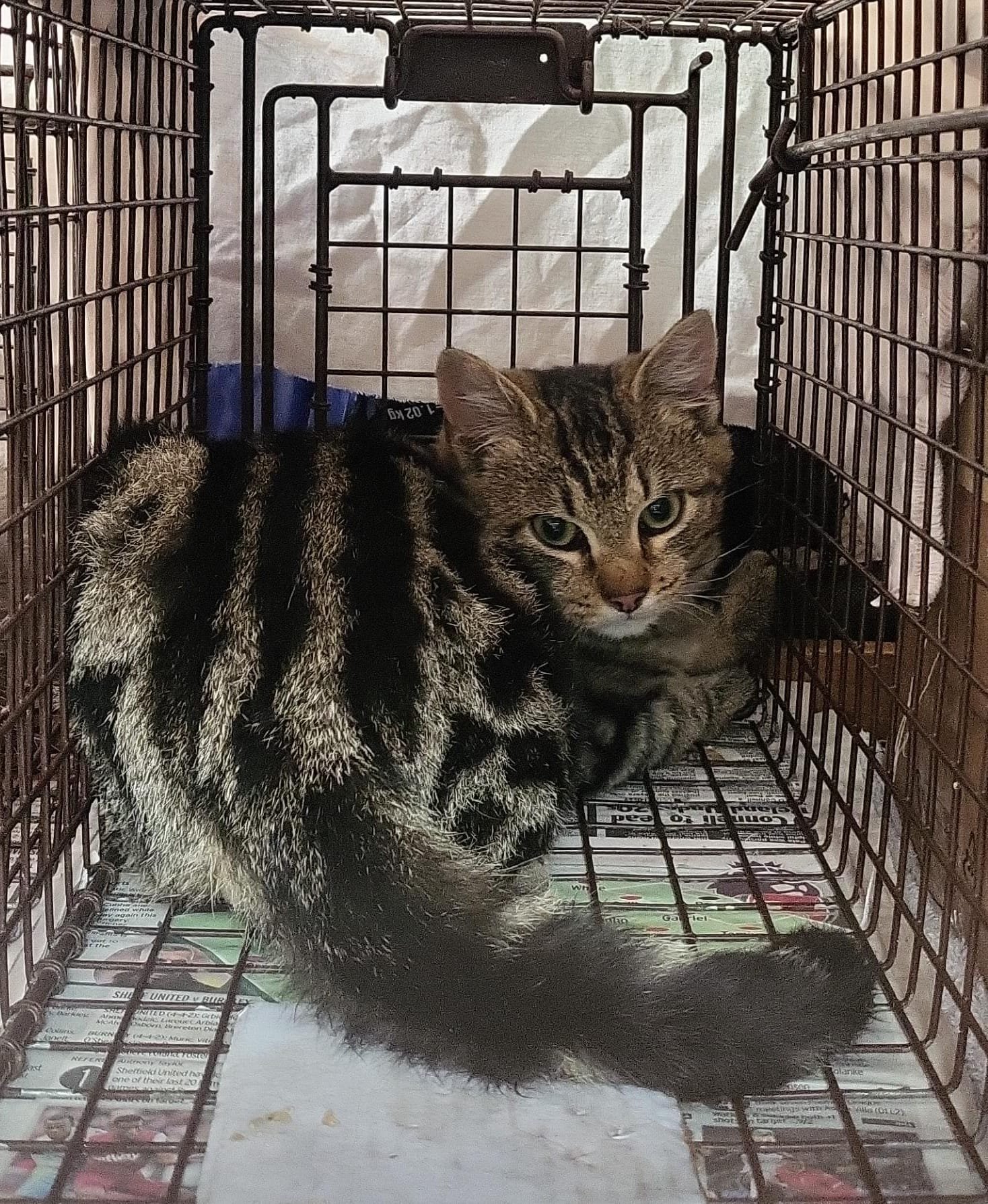 Trap-Neuter-Return (TNR) — CDPA: The Cat and Dog Protection Association ...