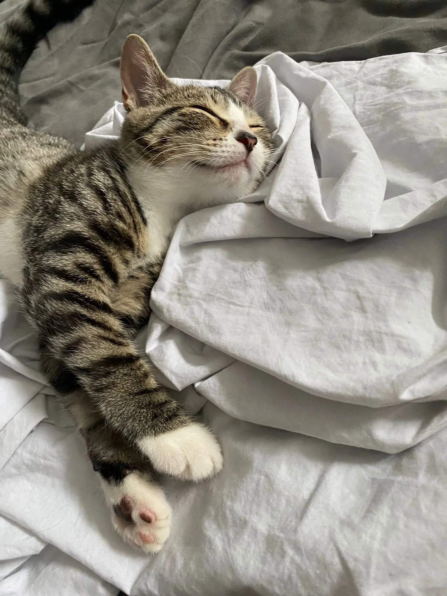 Adoptions - Main — CDPA: The Cat and Dog Protection Association of Ireland