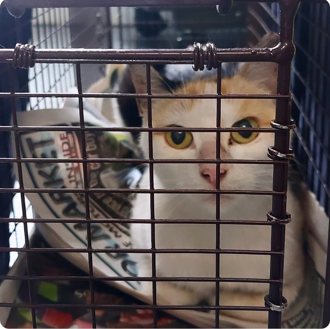 Cats — CDPA: The Cat and Dog Protection Association of Ireland