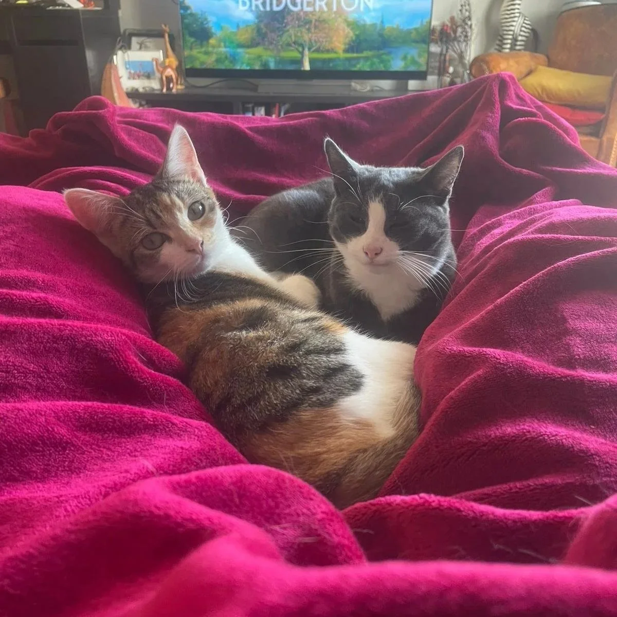 Cats — CDPA: The Cat and Dog Protection Association of Ireland