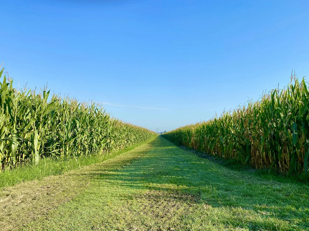 ABOUT — VOTE | Danny Lee Ford II | SC Commissioner of Agriculture