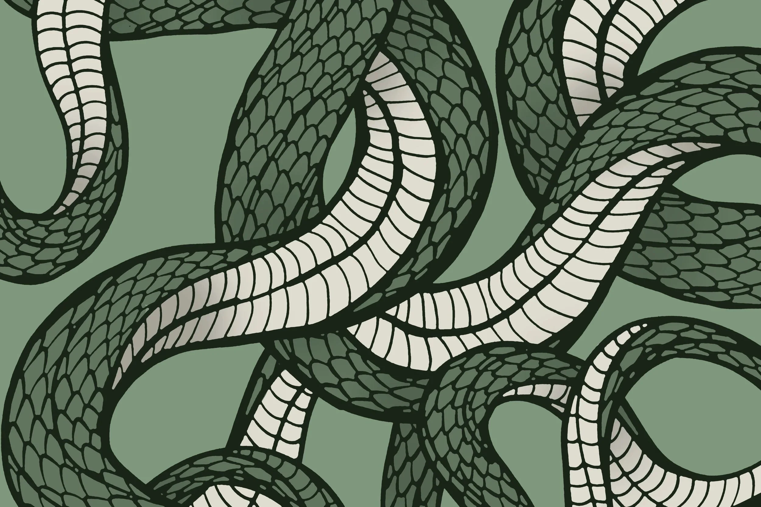 The Medusa