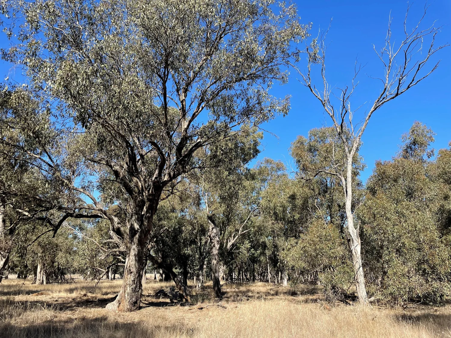 Bus information — NSW Landcare & LLS Conference | Corowa '26
