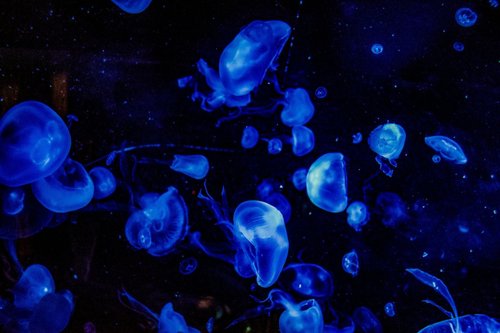 The Digital Marketing Consultants