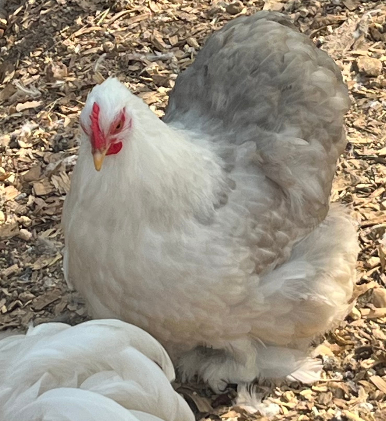 Bobtail Cochin — Triangle Chick Hatchery