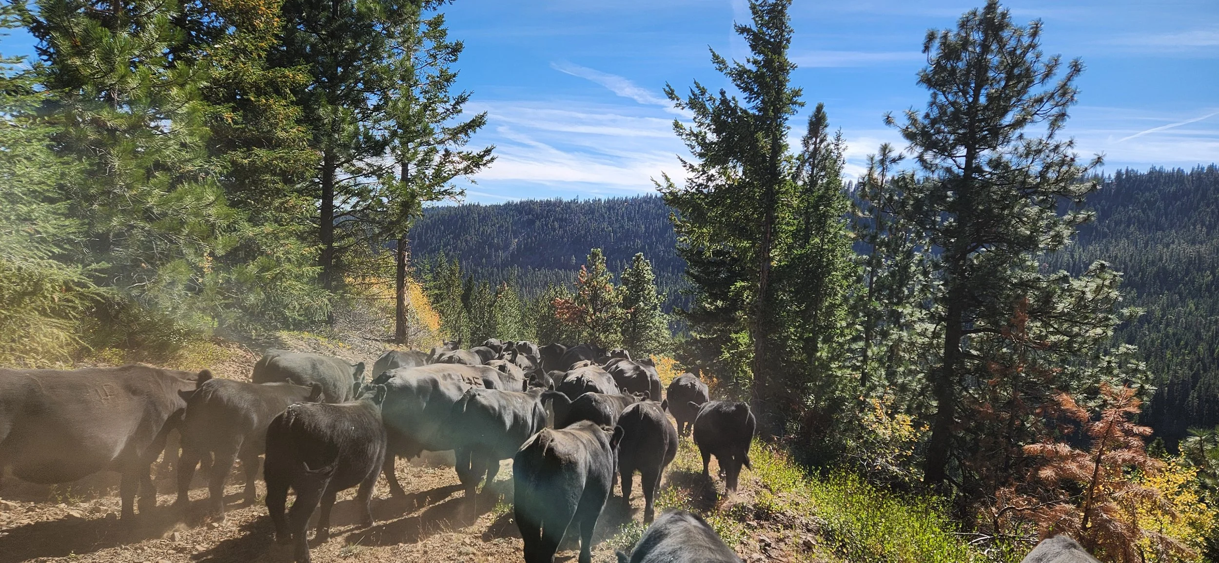 Flying R Ranch | Explore Quality Livestock - Shop Now