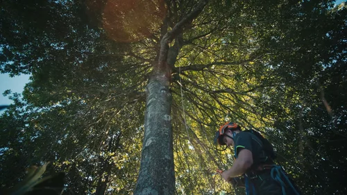 Arbor Care - Bay of Plenty's Tree Specialists