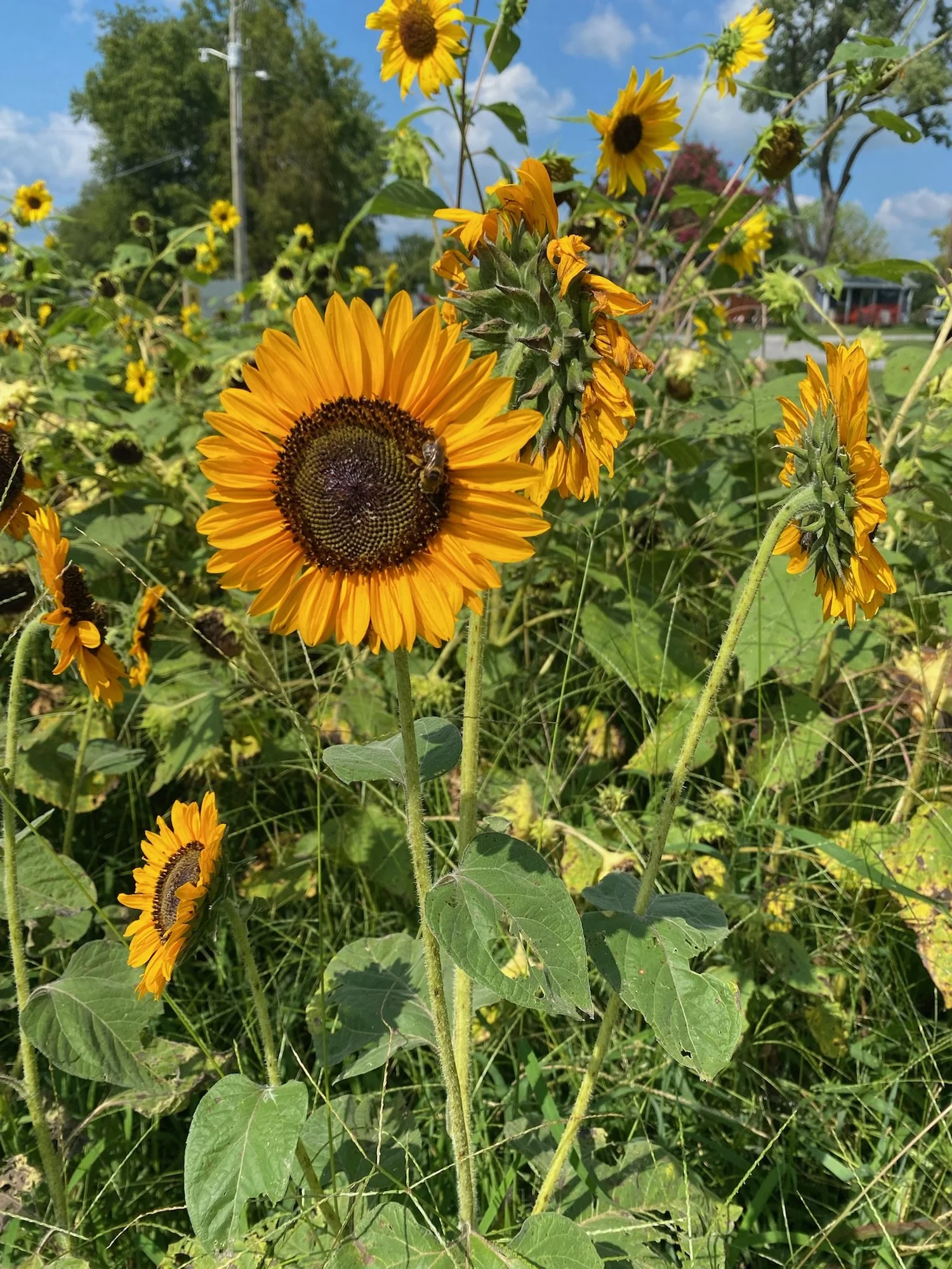Hidden Valley Orchards Sunflower Fields, Free Fall Visit