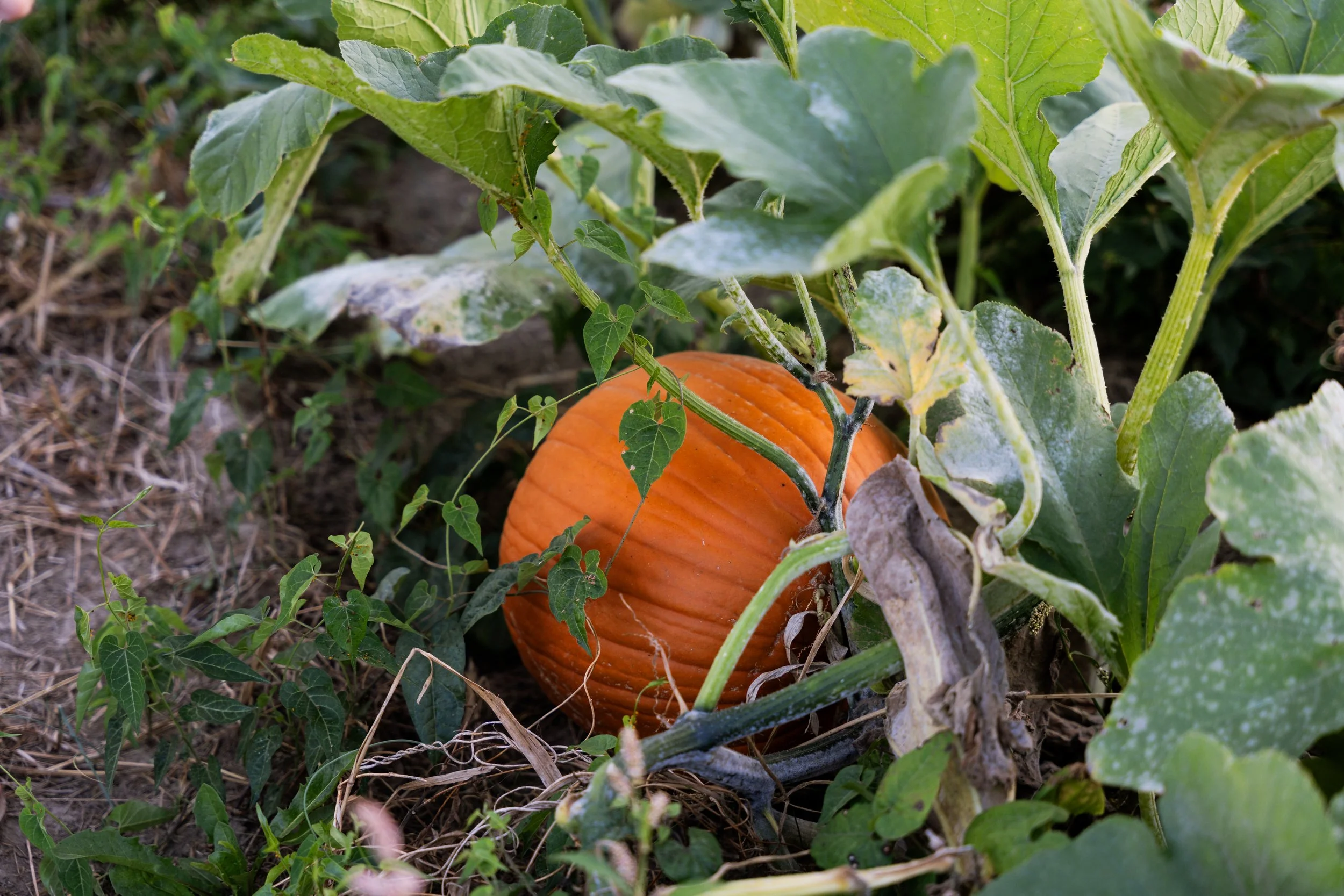 Hidden Valley Orchards U Pick Pumpkins, Fall Patch Fun