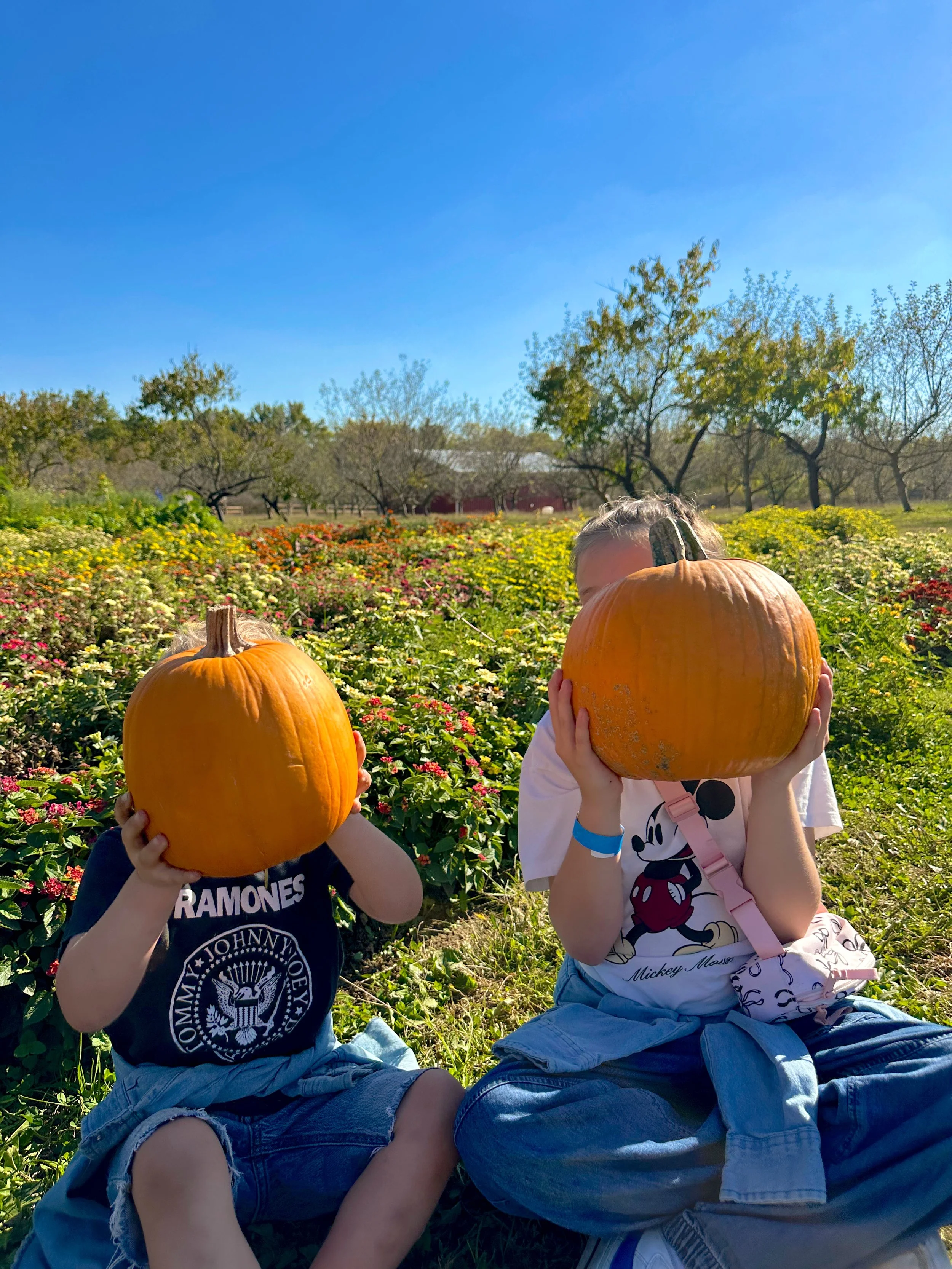 Hidden Valley Orchards U Pick Pumpkins, Fall Patch Fun