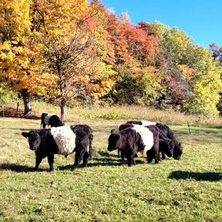 Freyr Fields | Belted Galloway Heritage Beef | Pastured Pork & Poultry ...
