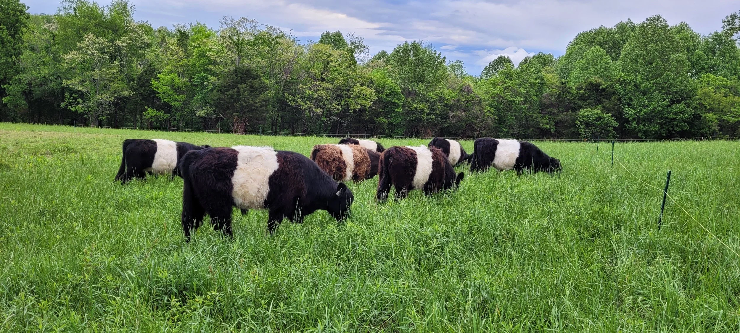 Freyr Fields | Belted Galloway Heritage Beef | Pastured Pork & Poultry ...