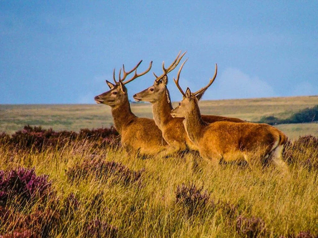 Best Exmoor Holidays UK | Cottages, Lodges & Nature Retreats — Luckett Farm