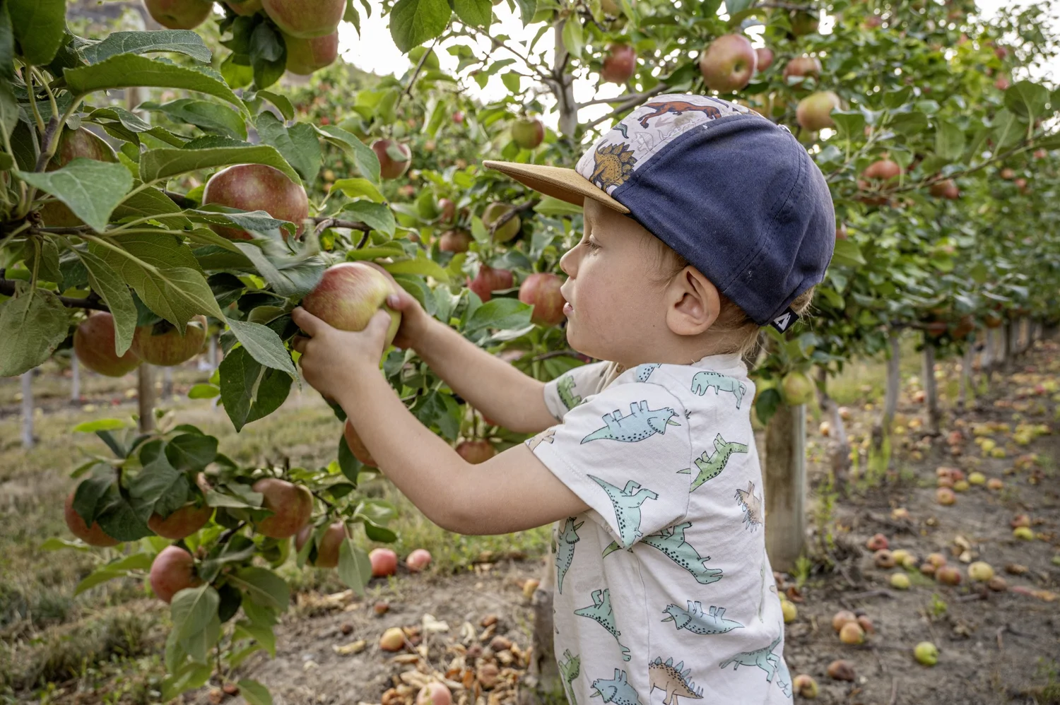 Davison Orchards