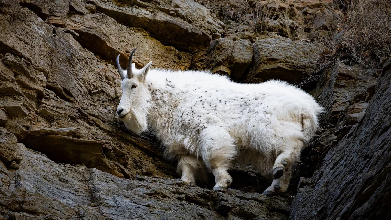 SIX GOATS TAVERN | Dine, Gather, Enjoy Now